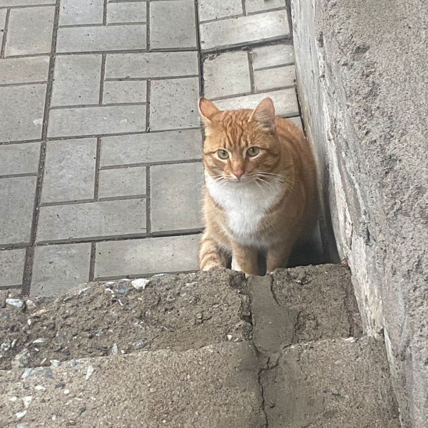 Котик