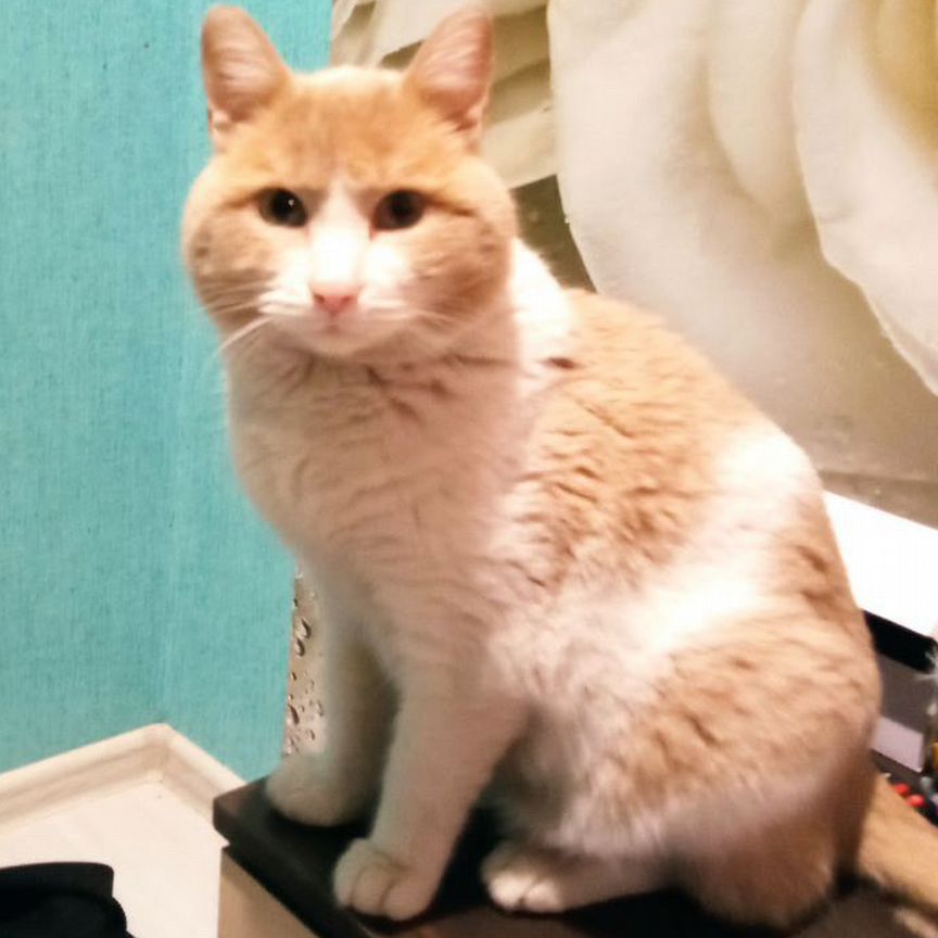 Взрослый кот в добрые руки