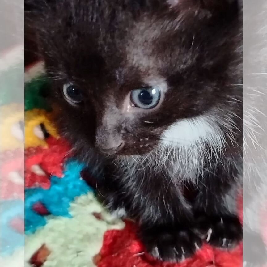 Котята отдам в добрые руки бесплатно