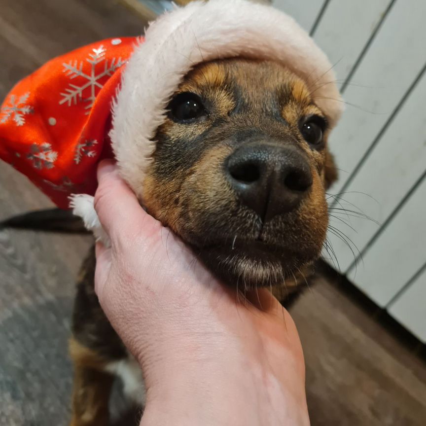 Щенок в добрые руки