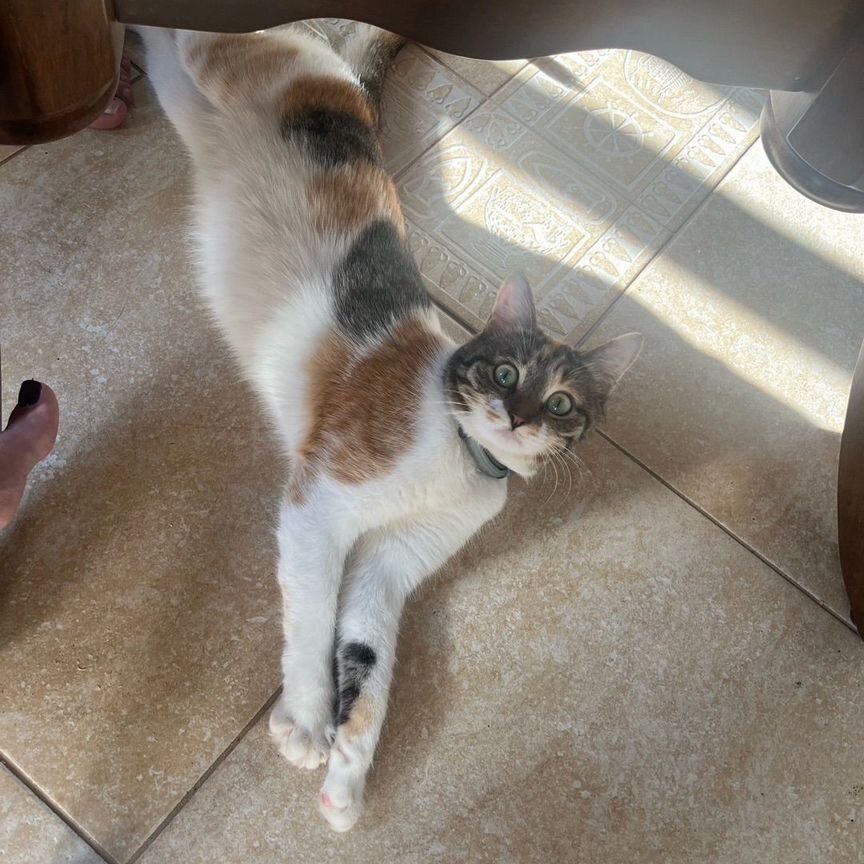Кошка