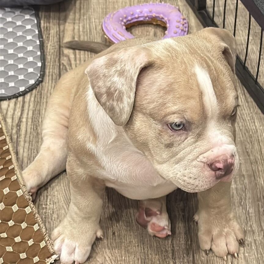 Американский булли, щенок