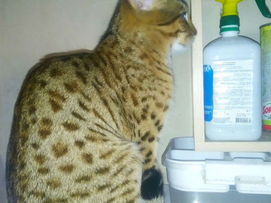 Серенгети Лёва