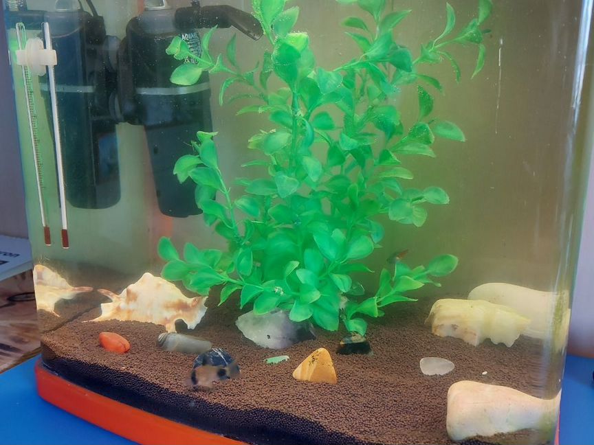 Аквариум с рыбками