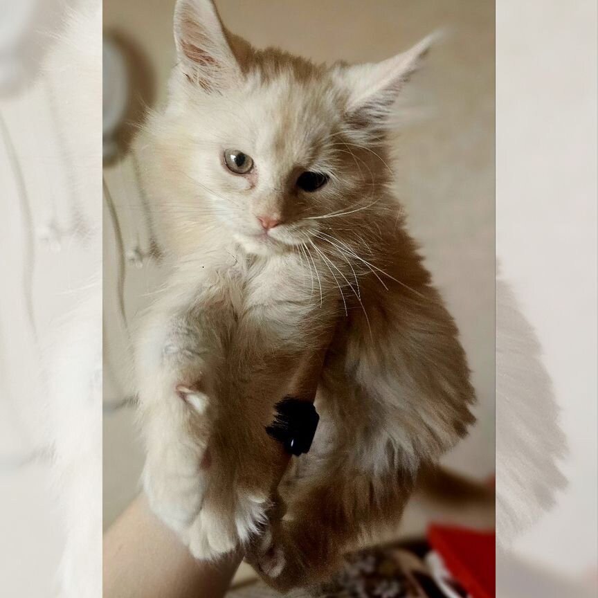 Мейн-кун котёнок