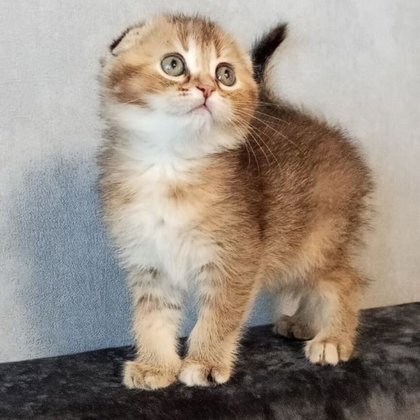 Шотландский вислоухий короткошёрстный котёнок