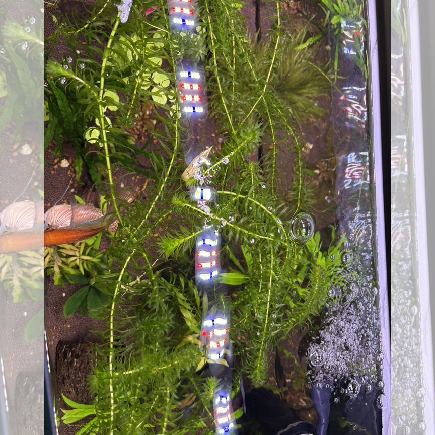 Аквариумное растение Элодея канадская