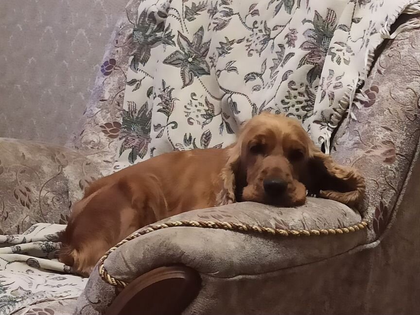 Кокер спаниель