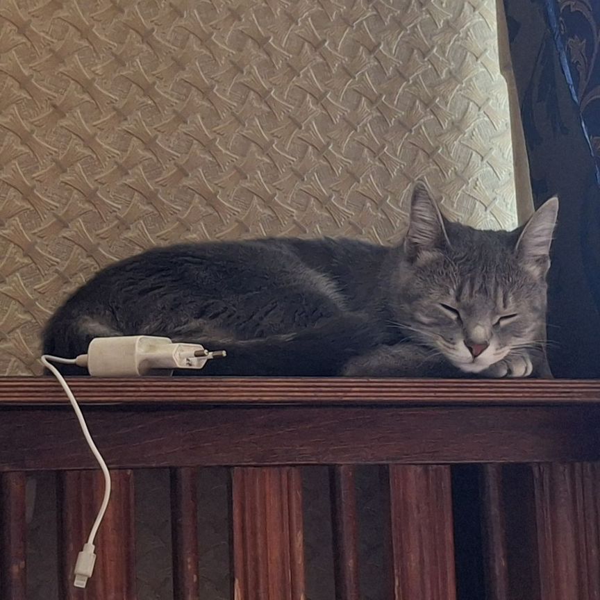 Отдам в добрые руки маленькую кошку