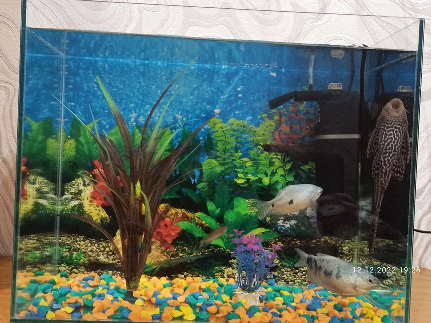 Рыбки, аквариум, фильтр