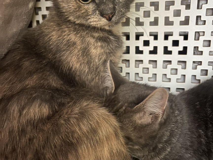 Кошка в дар