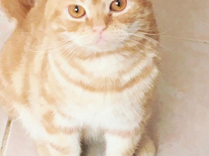 Кошка