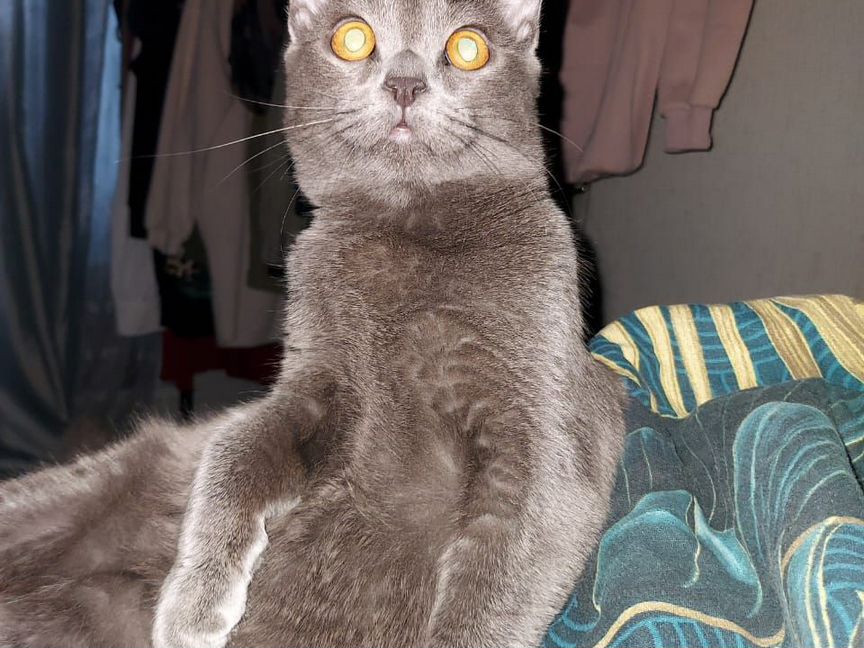 Кот