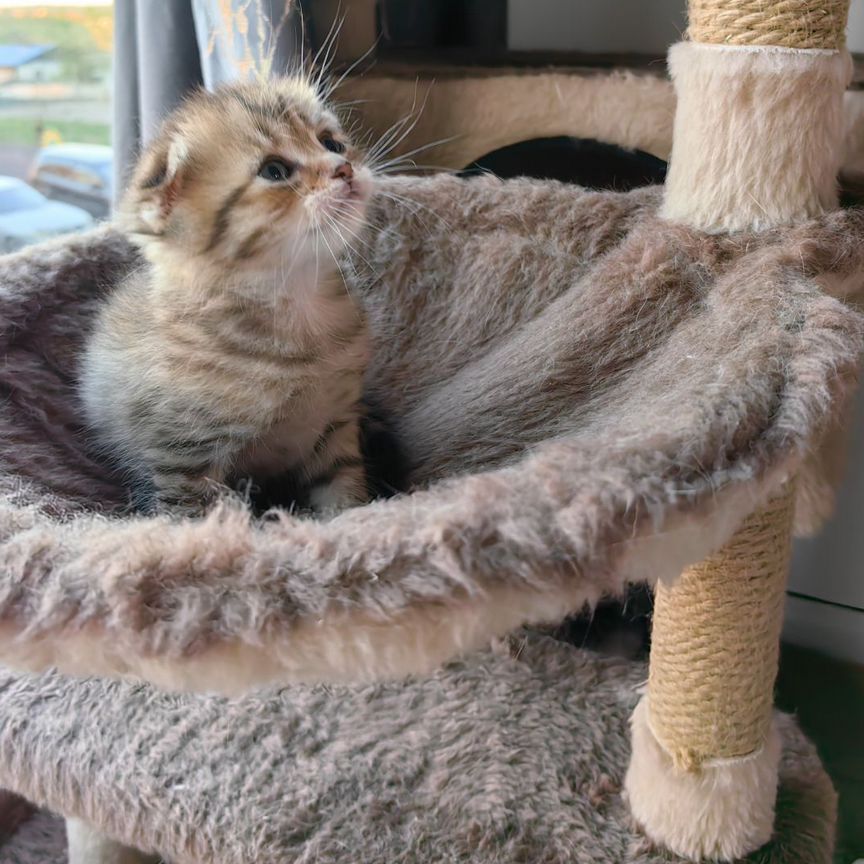 Шотландский вислоухий короткошёрстный котёнок