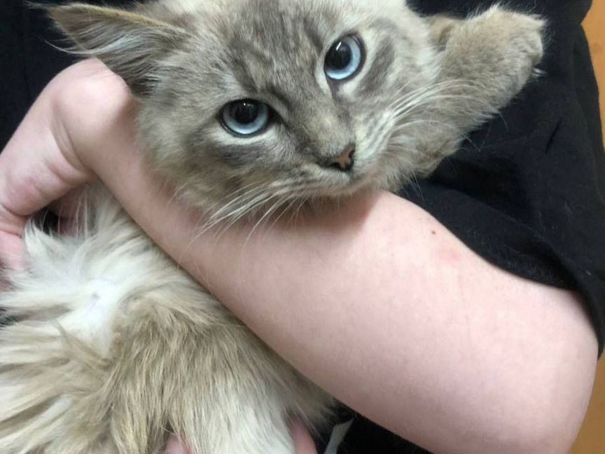Кошка невская маскарадная