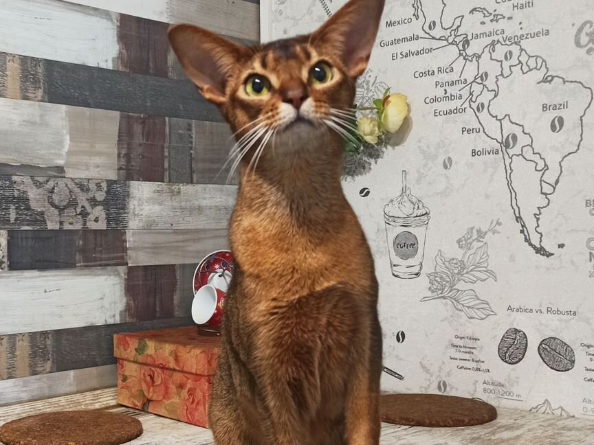 Абиссинский котик