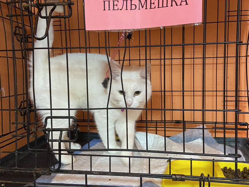 Ищет дом ласковая Пельмешка