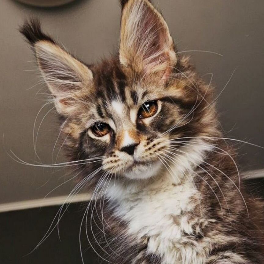 Бигboy котенок Мейн кун
