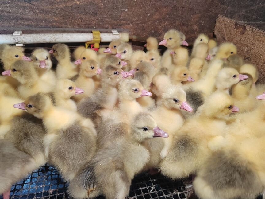 Гусята Итальянские