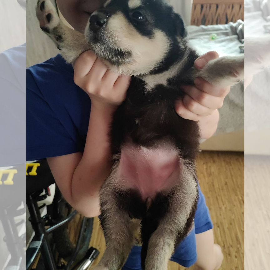 Щенок в добрые руки