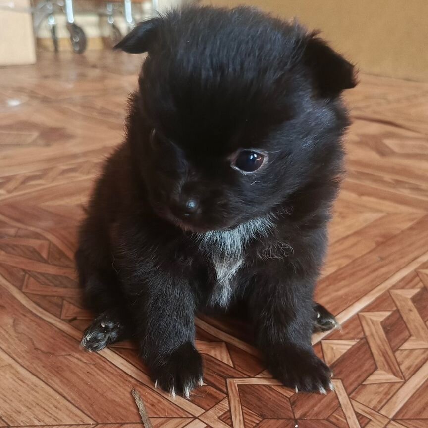Японский шпиц, щенок