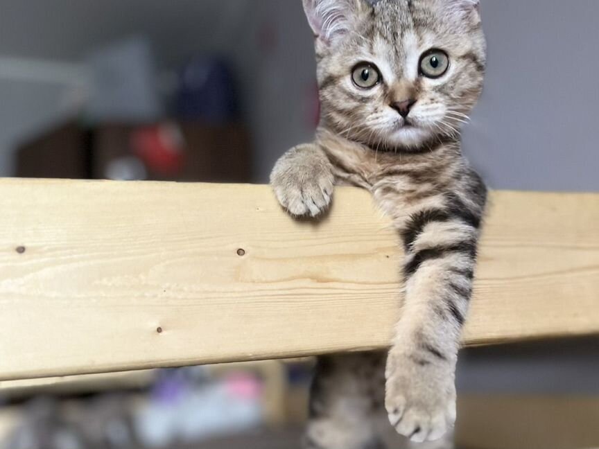 Шотландский кот