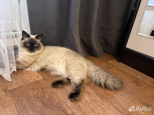 Британец окрас Лил поинт