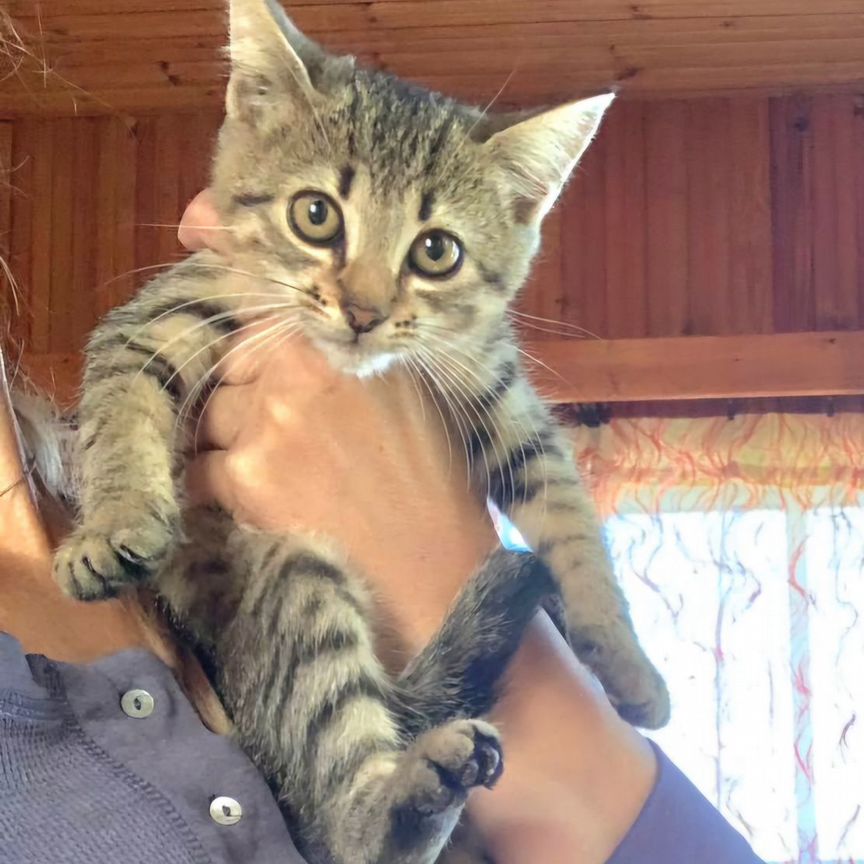 Котенок мальчик