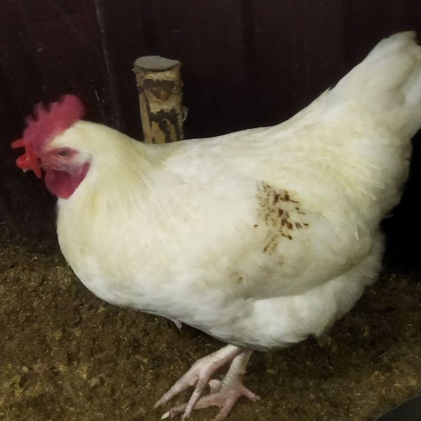 Продам петушка