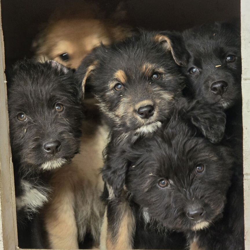 Щенки от не большой собаки 2 мес. Привиты