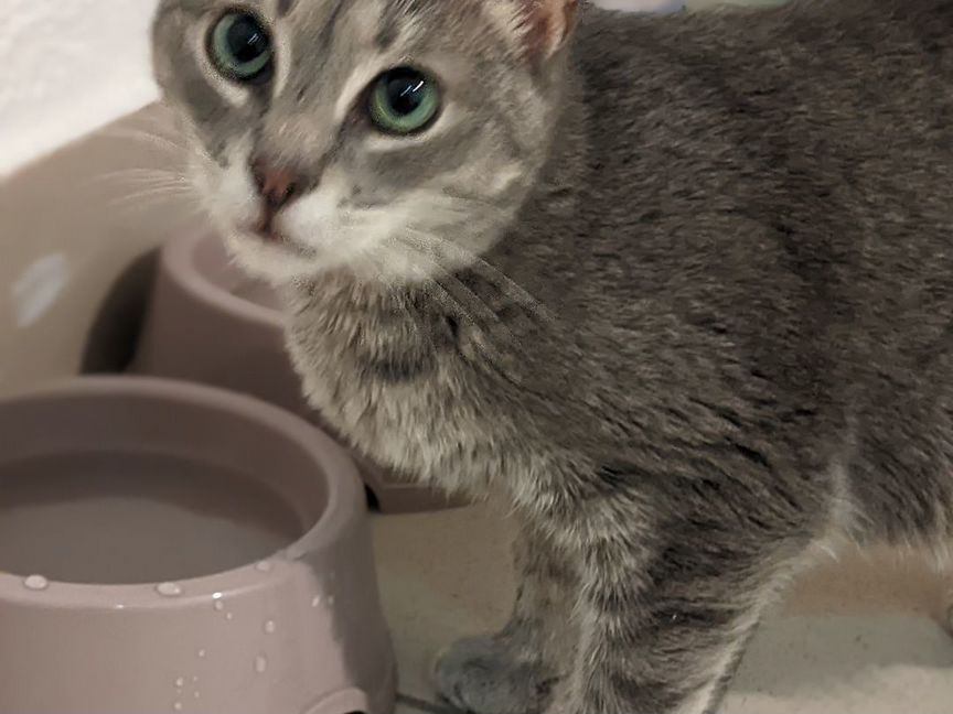 Дакота ищет семью