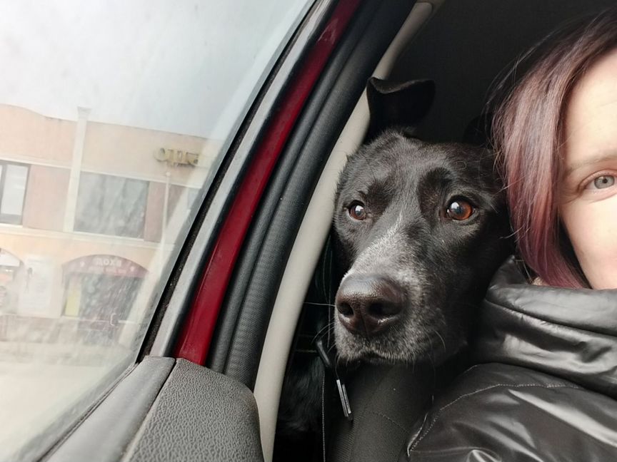 В добрые руки