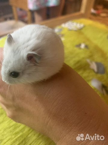 Джунгарский хомяк соболь, 1 месяц