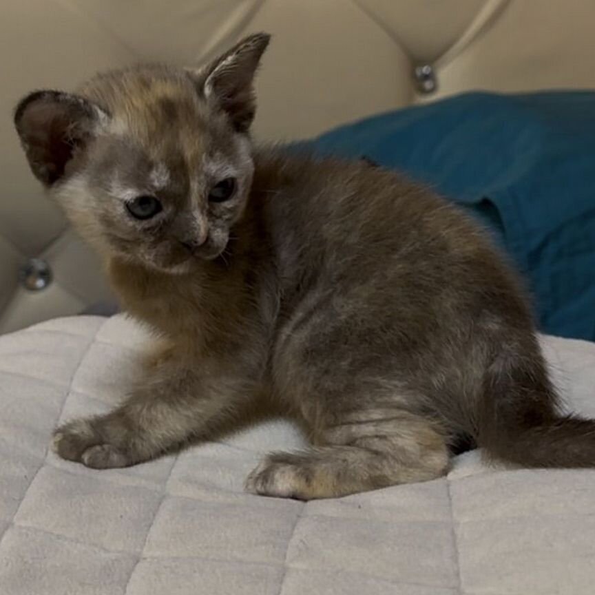 Европейский бурманский котёнок