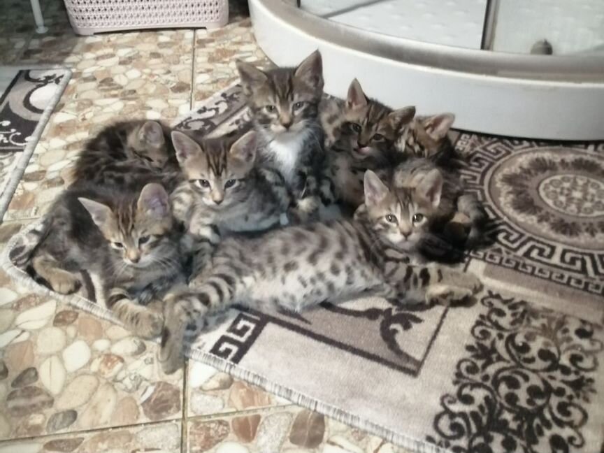 Котята в добрые руки