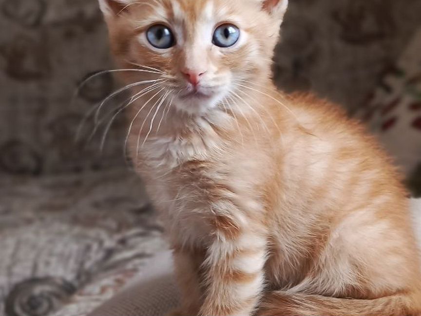 Рыжий котенок мальчик в добрые руки