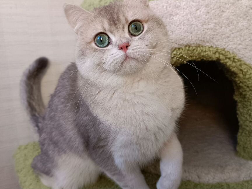 Голубое золото котик