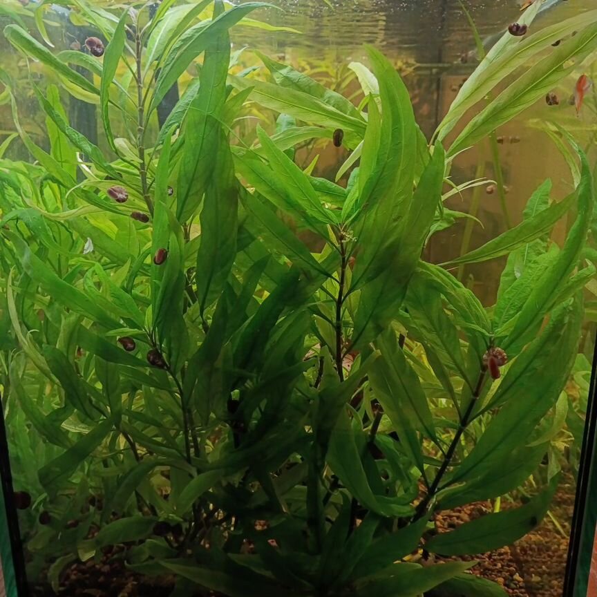 Растение в аквариумное лимонник