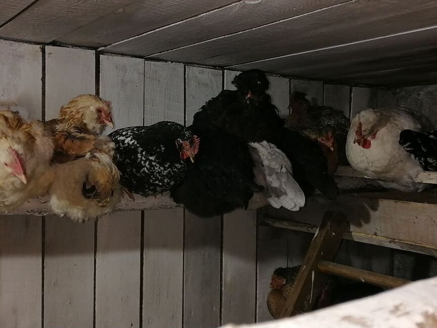 Куры молодки