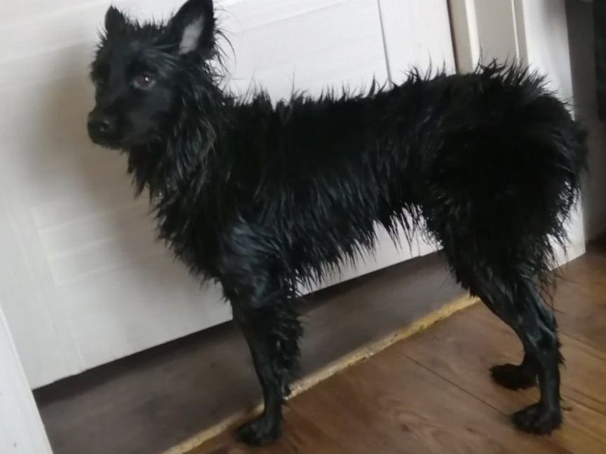 Случка собачки