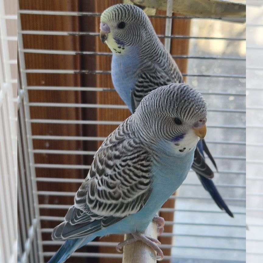 Волнистый попугай птенцы ручные