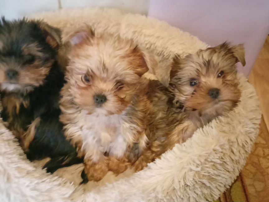 Голдаст йорк