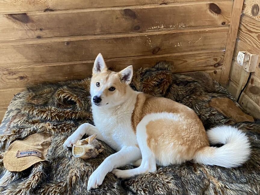 Лайка фенотип