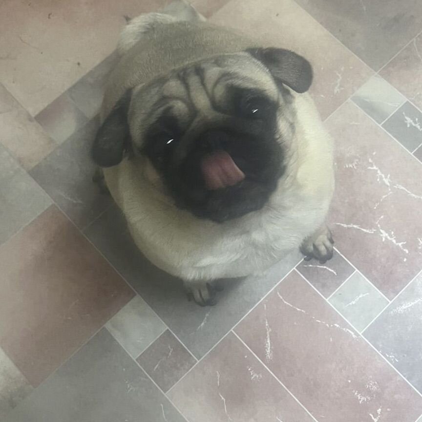 Мопс, взрослый пёс