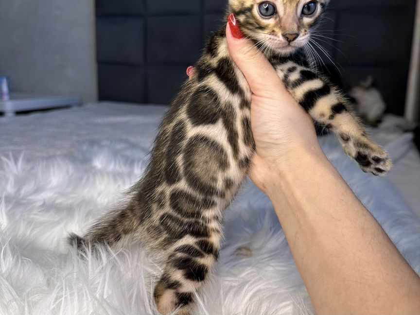 Котик с родословной