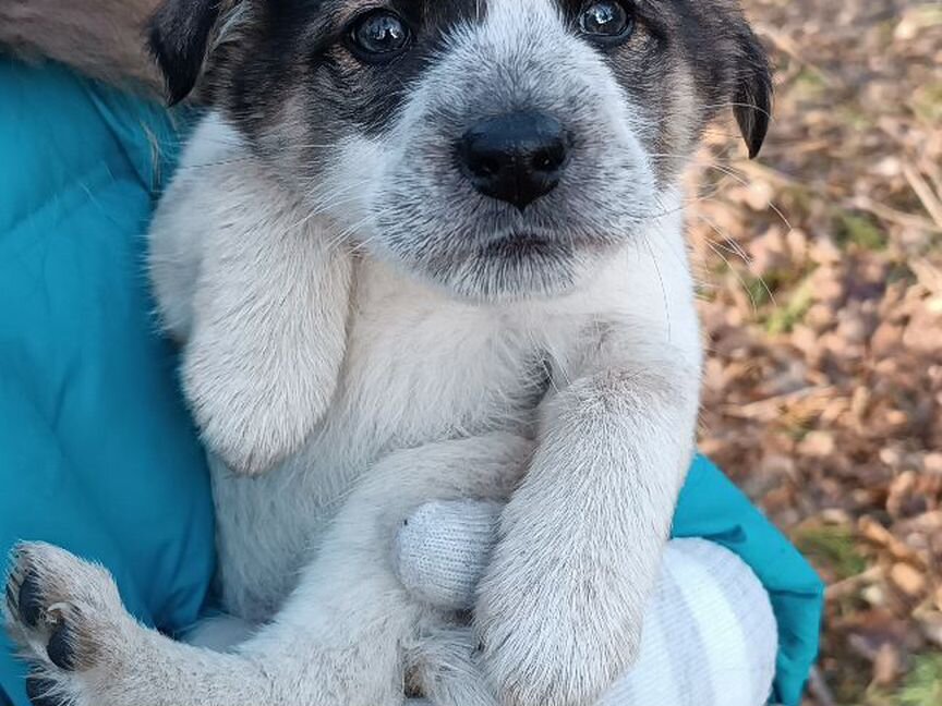 Собака