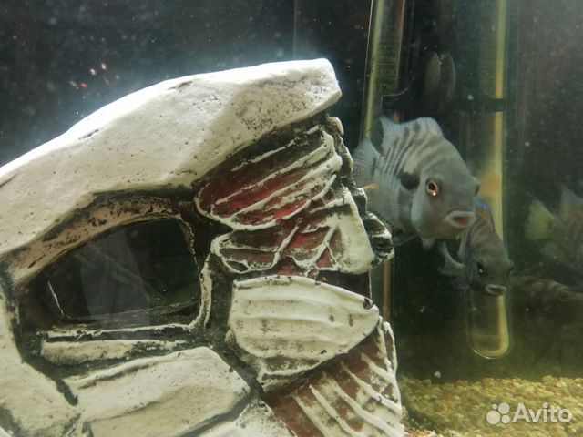 Цихлазома Седжика