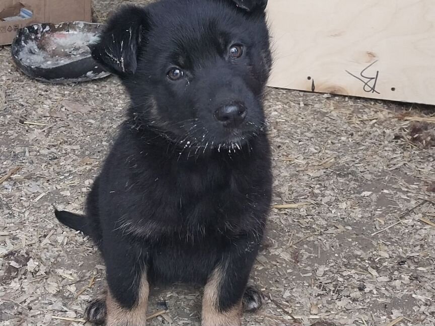 Восточноевропейская овчарка