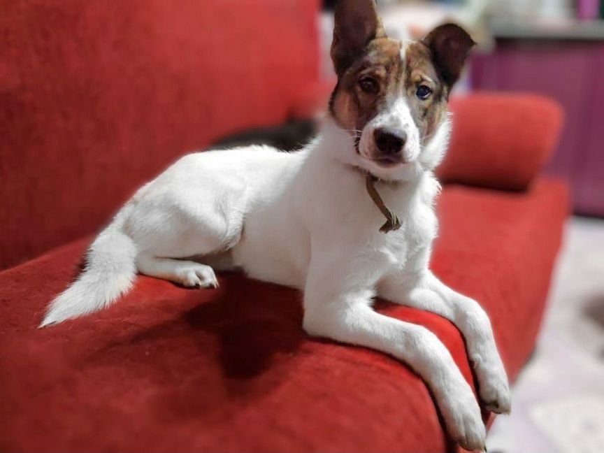 Послушная собачка-подросток Зайка