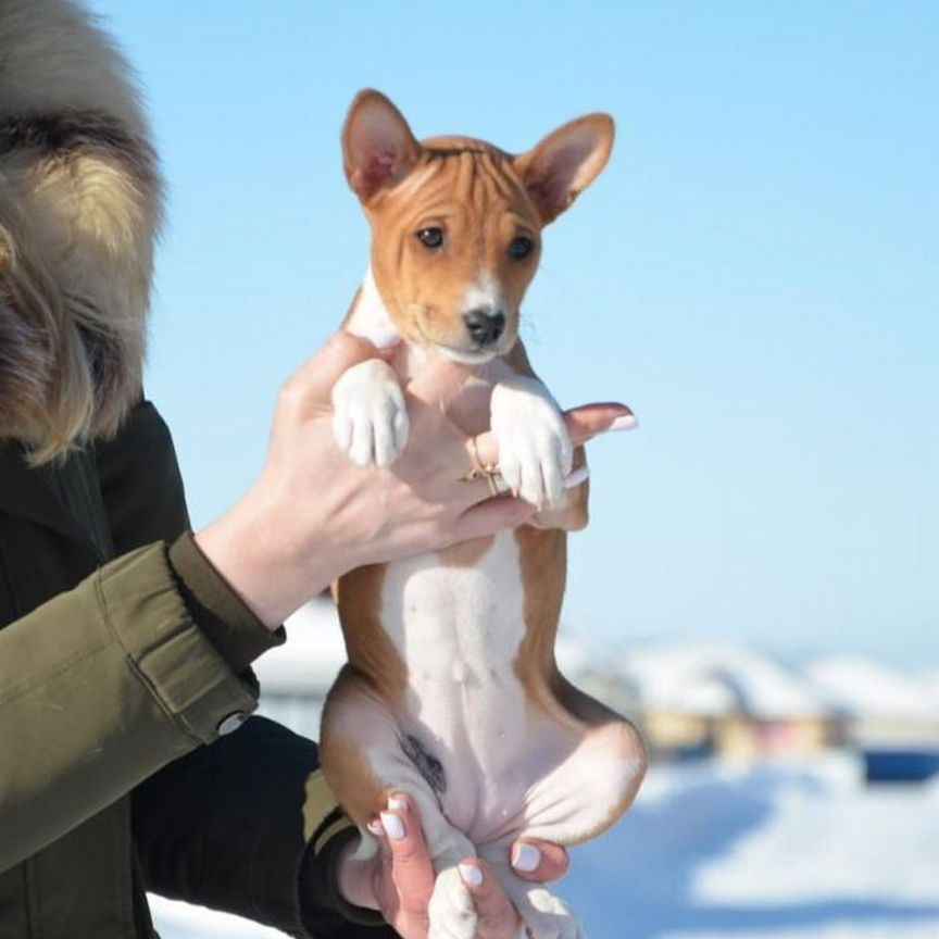 Щенки басенджи